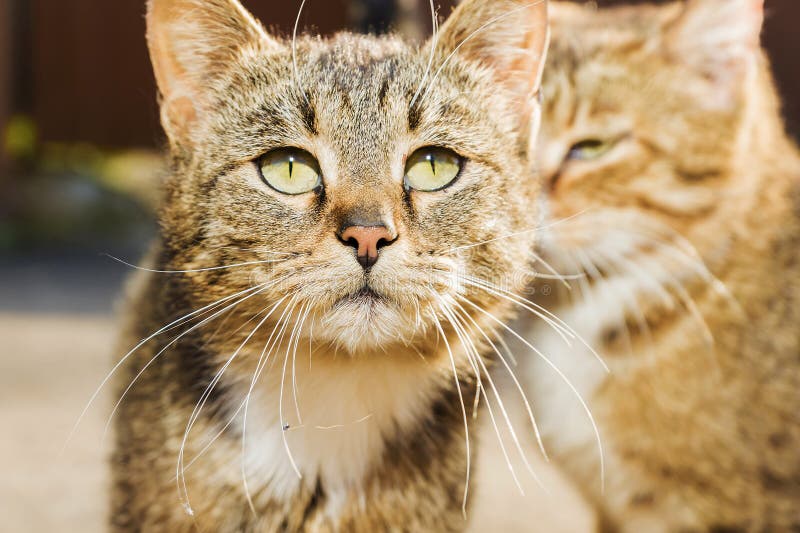 Due Gatti Rossi Tristi Della Via Immagine Stock - Immagine di dolce ...