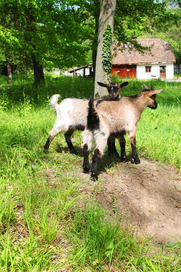 Due Giovani Capre Bianche Domestiche Fotografia Stock - Immagine di ...