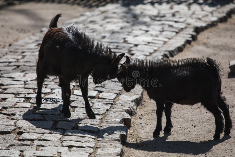 Due Giovani Capre Nere Che Si Combattono Fotografia Stock - Immagine di ...