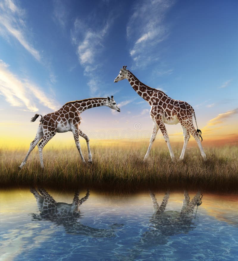 Due Giraffe al Tramonto immagine stock. Immagine di tramonto - 30330287