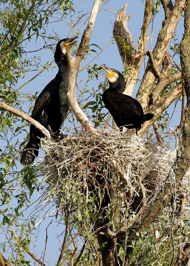Grandi Cormorants Neri Nel Delta Del Danubio Fotografia Stock ...