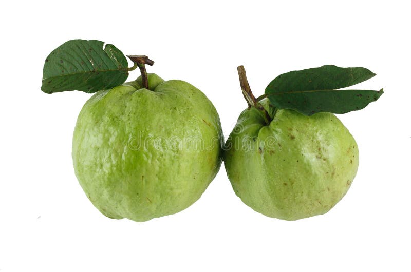 Guaiave isolate fotografia stock. Immagine di guaiave - 7130584