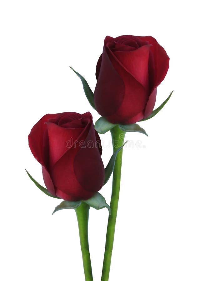 Due rose rosse isolate fotografia stock. Immagine di miniera - 27114208