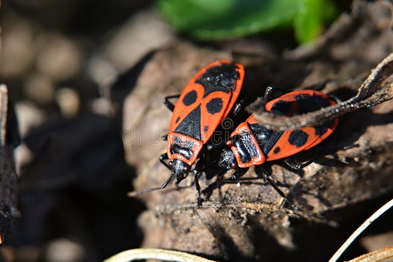 Due insetti veri fotografia stock. Immagine di allineare - 39676292