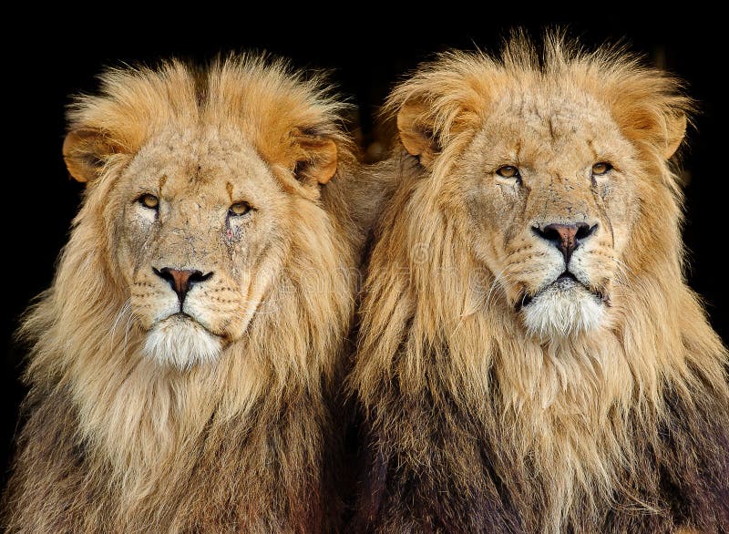 Leoni fotografia stock. Immagine di mane, mammifero, potenza - 3629908