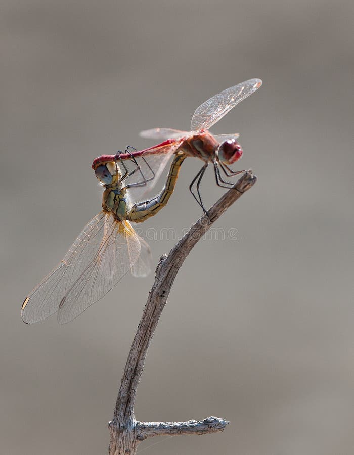 Una Riproduzione Di Due Libellule Immagine Stock - Immagine di verde ...