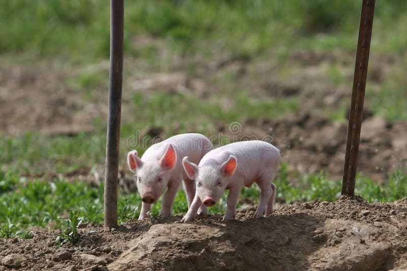 Due maiali immagine stock. Immagine di podere, esterno - 766733