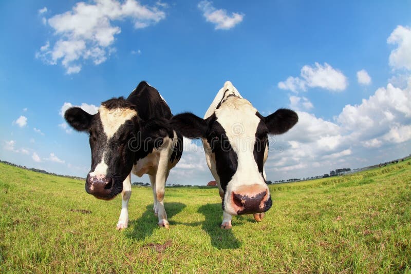 Mucca Divertente Sulla Fine Del Pascolo Su Immagine Stock - Immagine di ...