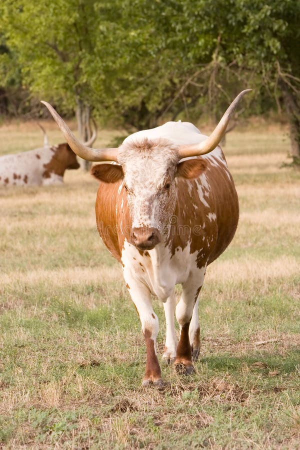 Toro della mucca texana immagine stock. Immagine di pascolo - 819483