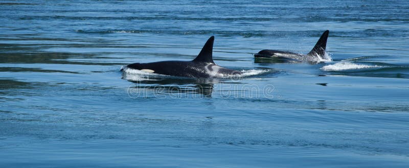 Due Orche immagine stock. Immagine di balene, natura - 61047661