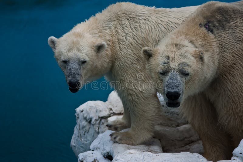 Due orsi fotografia stock. Immagine di bianco, animale - 14097284