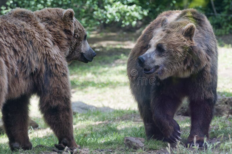 Due Orsi Grigii Neri Mentre Combattendo Immagine Stock - Immagine di ...