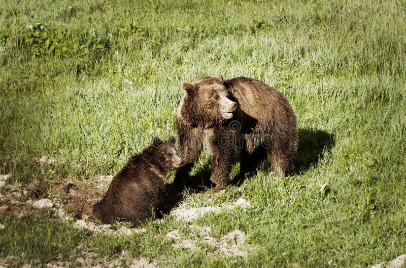 Un Orso Grigio Di Allattamento Al Seno Con Due Cuccioli Fotografia ...
