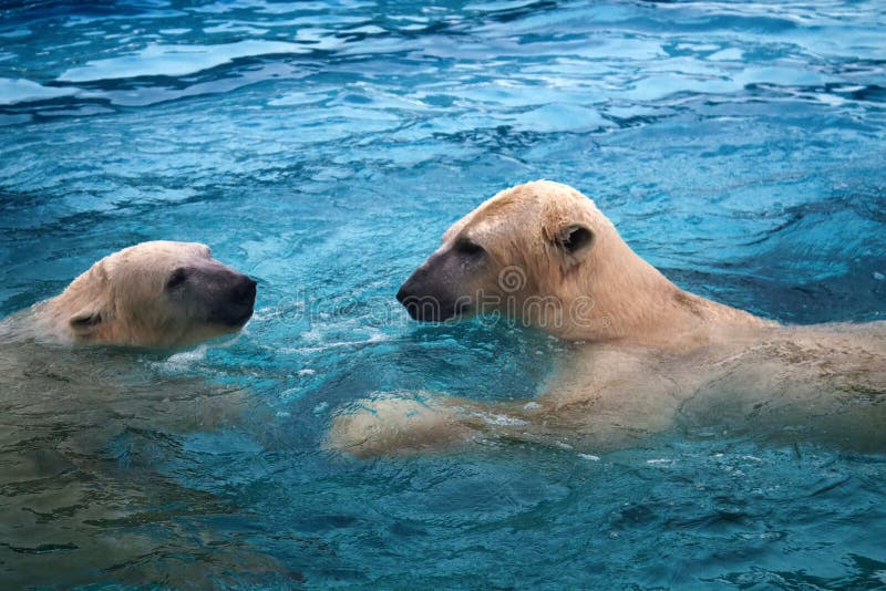 Due Orsi Polari Che Giocano in Acqua Fotografia Stock - Immagine di ...