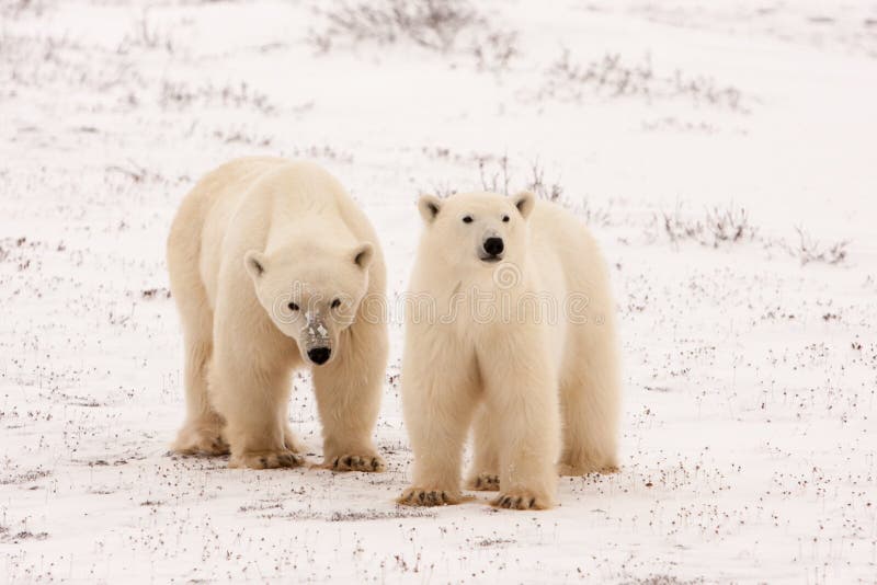 Due Orsi Polari Che Stanno Parallelamente Immagine Stock - Immagine di ...