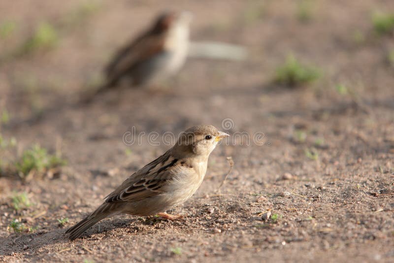 Due passeri immagine stock. Immagine di coda, colore - 59654759