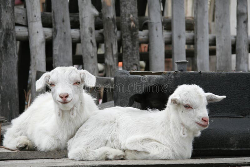 Un Ritratto Di Due Capre Tibetane Immagine Stock - Immagine di podere ...