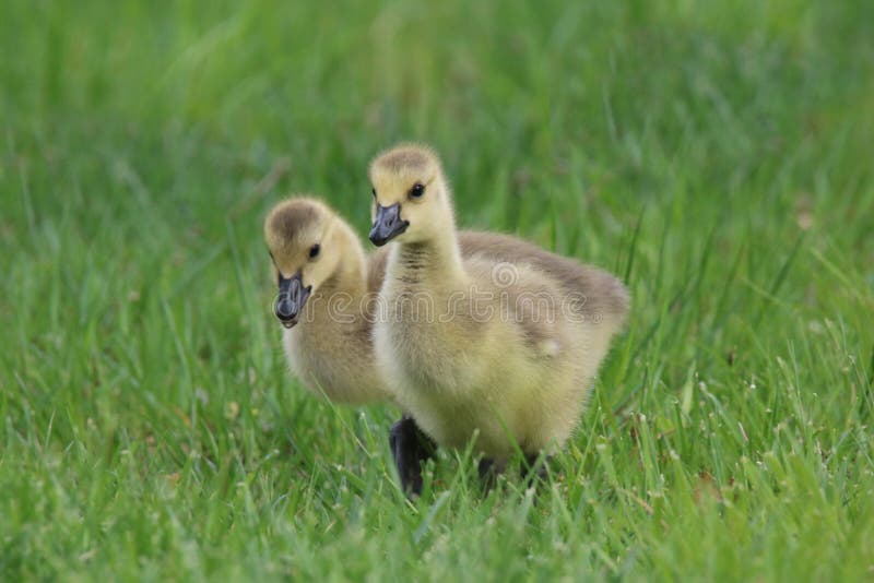 Le piccole papere fotografia stock. Immagine di fauna - 11010484