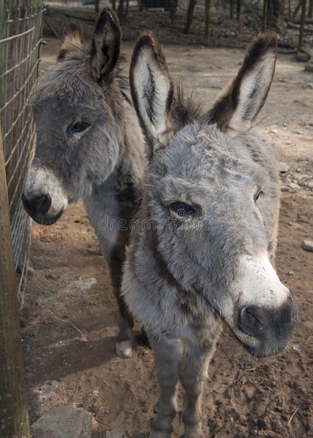 Due piccoli asini immagine stock. Immagine di puledro - 38587227