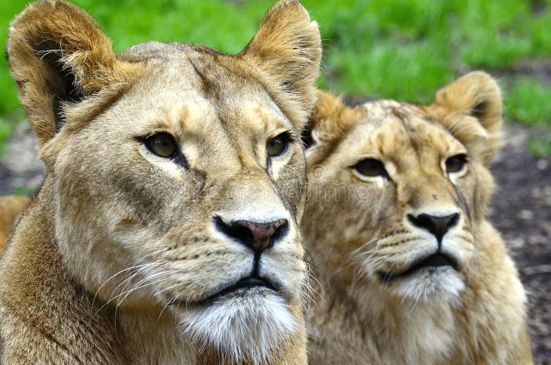Due piccoli leoni fotografia stock. Immagine di menzogne - 25507588