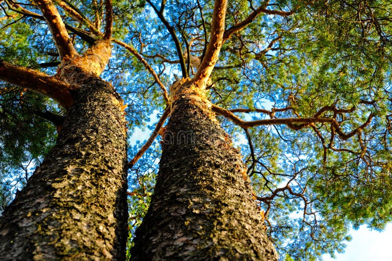 Due Pini Con Le Corone Verdi Immagine Stock - Immagine di banco ...