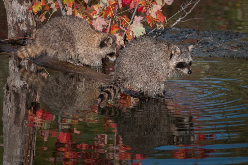 Due Procioni & X28; Lotor& X29 Del Procyon; Sul Ceppo Immagine Stock ...