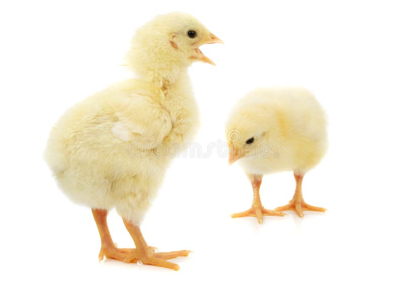 Due pulcini gialli immagine stock. Immagine di pulcino - 6816079
