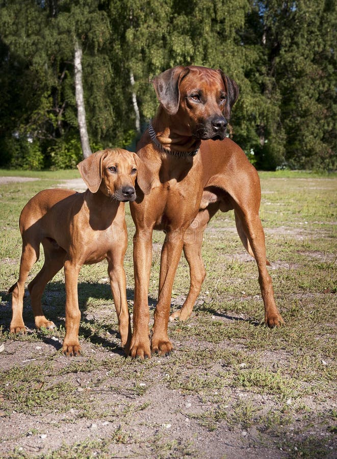 Due ridgebacks rhodesian immagine stock. Immagine di aperto - 22766917