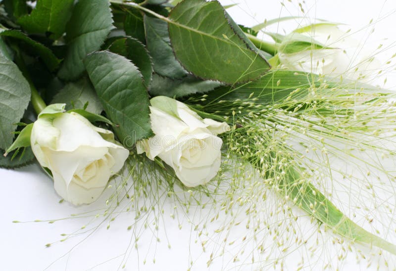 Due rose bianche immagine stock. Immagine di desiderio - 6533895