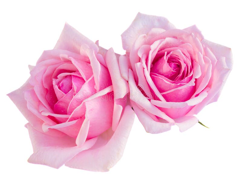 Due rose di fioritura rosa fotografia stock. Immagine di oggetto - 44399484