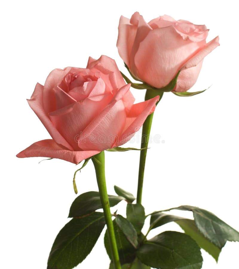 Due rose pallide fotografia stock. Immagine di aperto - 17890530