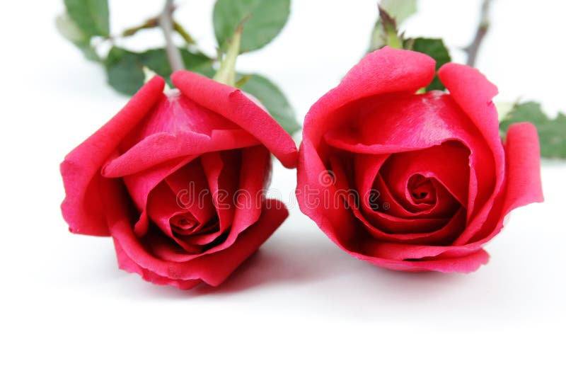 Due rose rosse fotografia stock. Immagine di isolato - 49326646