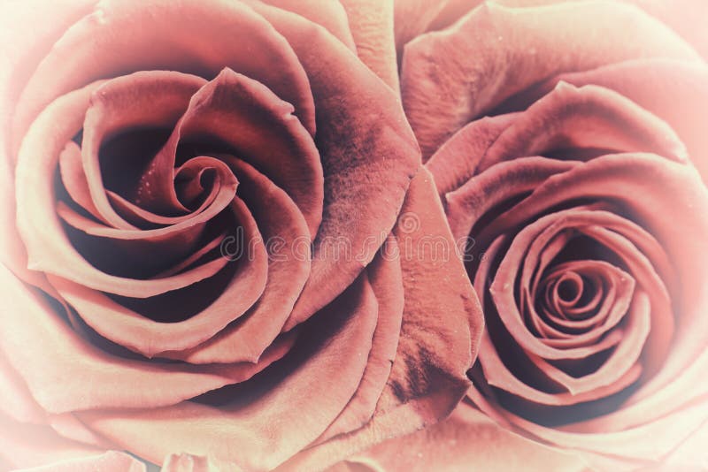 Due Rose Rosse - Alto Vicino Immagine Stock - Immagine di romantico ...