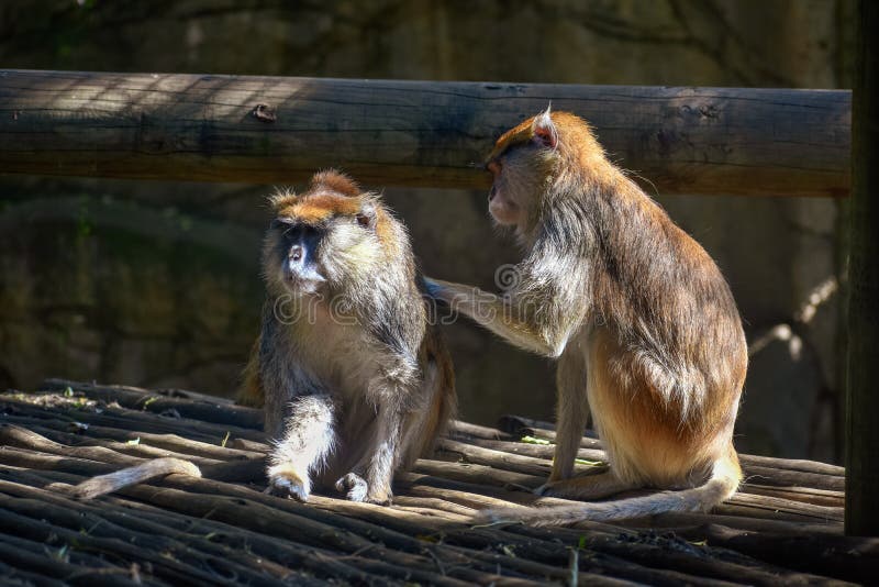 Due Scimmie Marroni Che Si Governano Al Sole Fotografia Stock ...