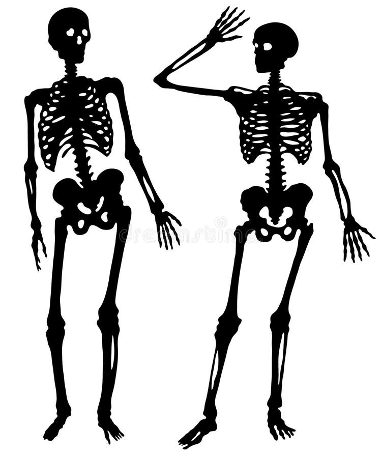 Due Silhouette Di Uno Scheletro Umano Illustrazione di Stock ...