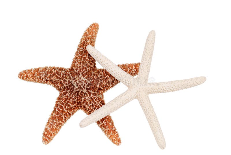 Due Stelle Marine Rosse Sulla Sabbia Immagine. Immagine: 5258401