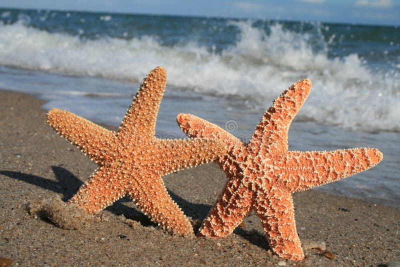 Due Stelle Marine Sulla Spiaggia Immagine Stock - Immagine di ...