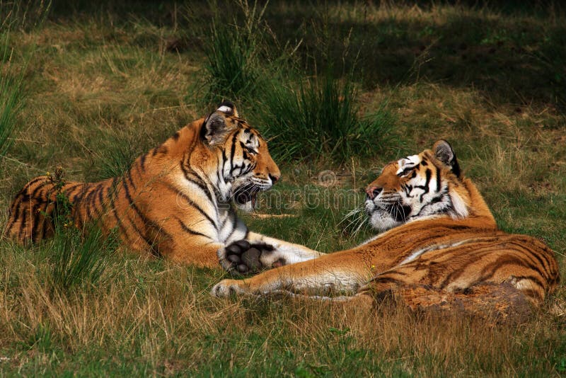 Primo Piano Di Un Fronte Delle Tigri Fotografia Stock - Immagine di ...
