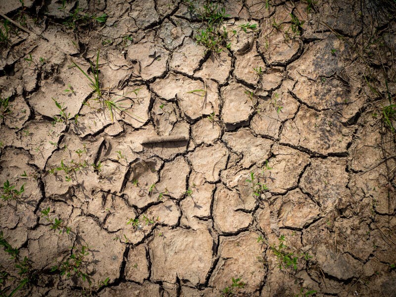 Due To Drought a Soil is Fissured and Torn and Forms a Pattern Stock ...