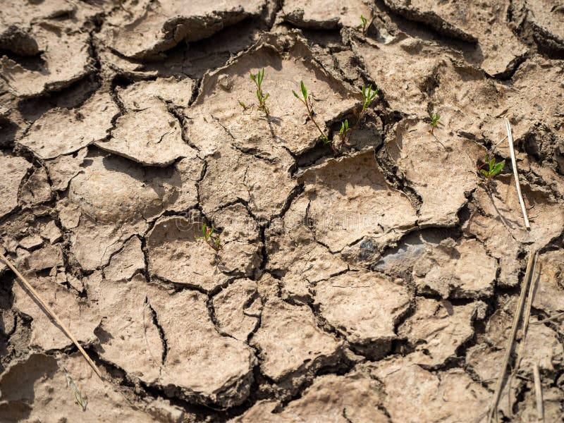 Due To Drought a Soil is Fissured and Torn and Forms a Pattern Stock ...