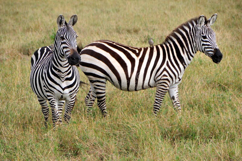 Due zebre fotografia stock. Immagine di animali, lato - 28316406