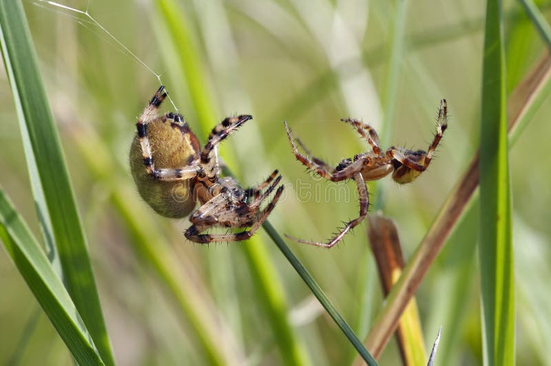 Two Spiders Fighting Stock Photos - Free & Royalty-Free Stock Photos ...