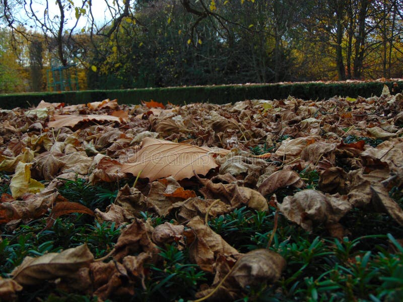 Duff on the Ground in the Castle Park of Cesky Krumlov Stock Photo ...