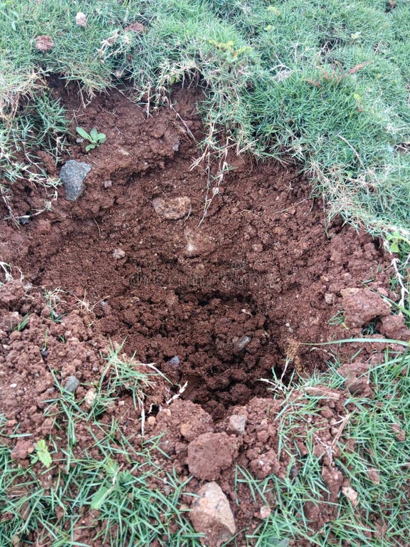 Dug Holes for Tree Planting Stock Photo - Image of planting, tree ...