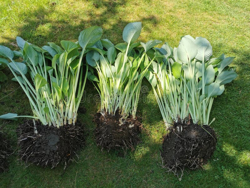 Dug Hosta Clumps with Roots on the Lawn Stock Photo - Image of ...