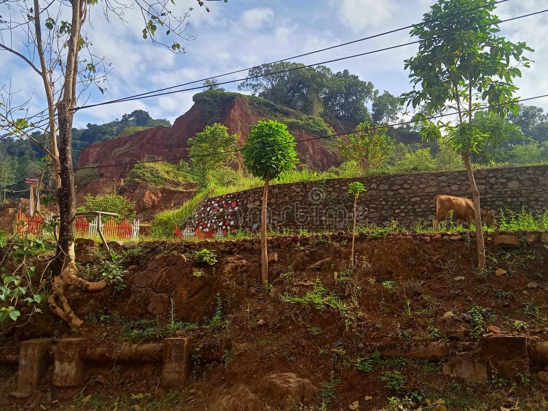 Dug Mountains Trees and There is One Cow Stock Image - Image of ruins ...