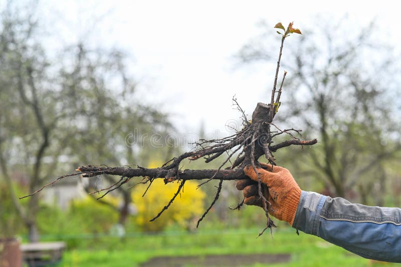 A Dug-out Cherry Root in a Farmer S Hand Stock Photo - Image of farmer ...