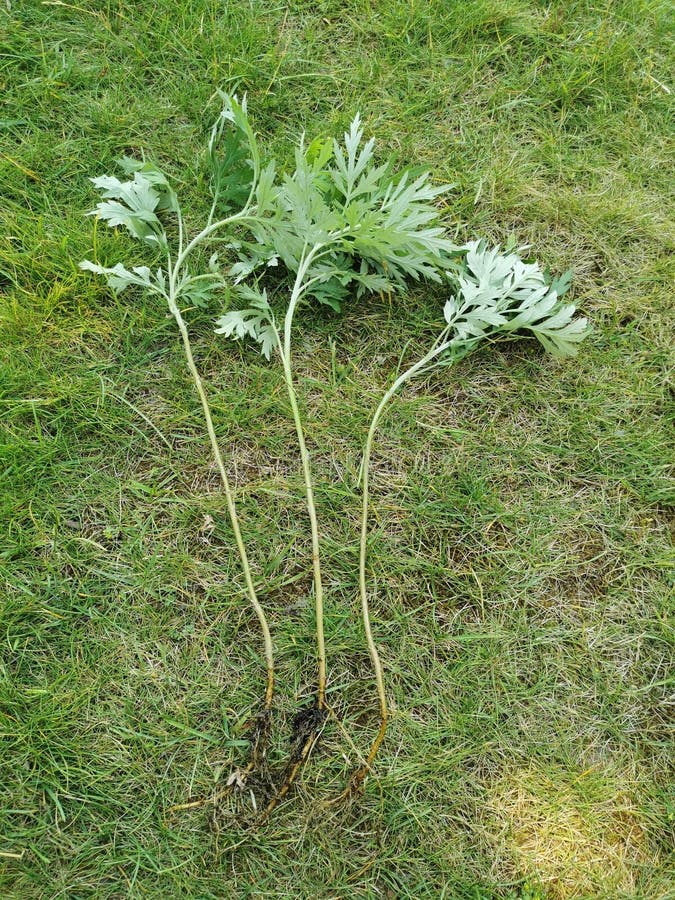 Dug Out Mugwort Plant with Roots on the Lawn Stock Photo - Image of ...