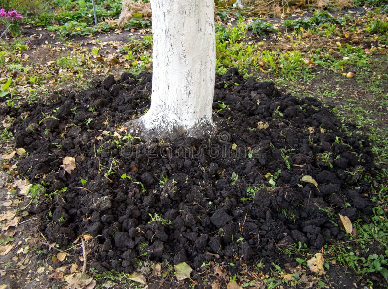 The Dug-out Stem of the Fruit Tree Stock Image - Image of circle ...