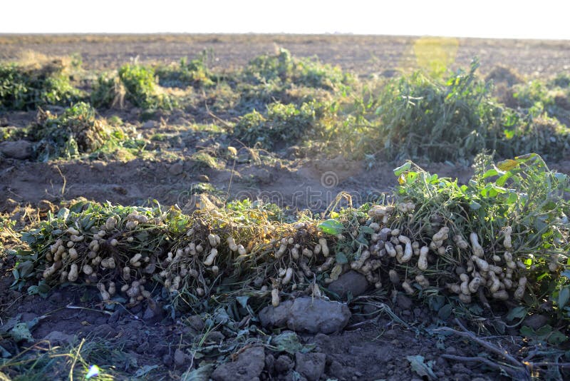 Dug Peanuts Lie on the Field Stock Photo - Image of countryside ...